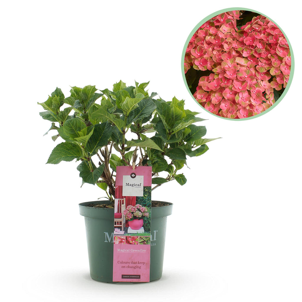 Hortensie Rosa Grn