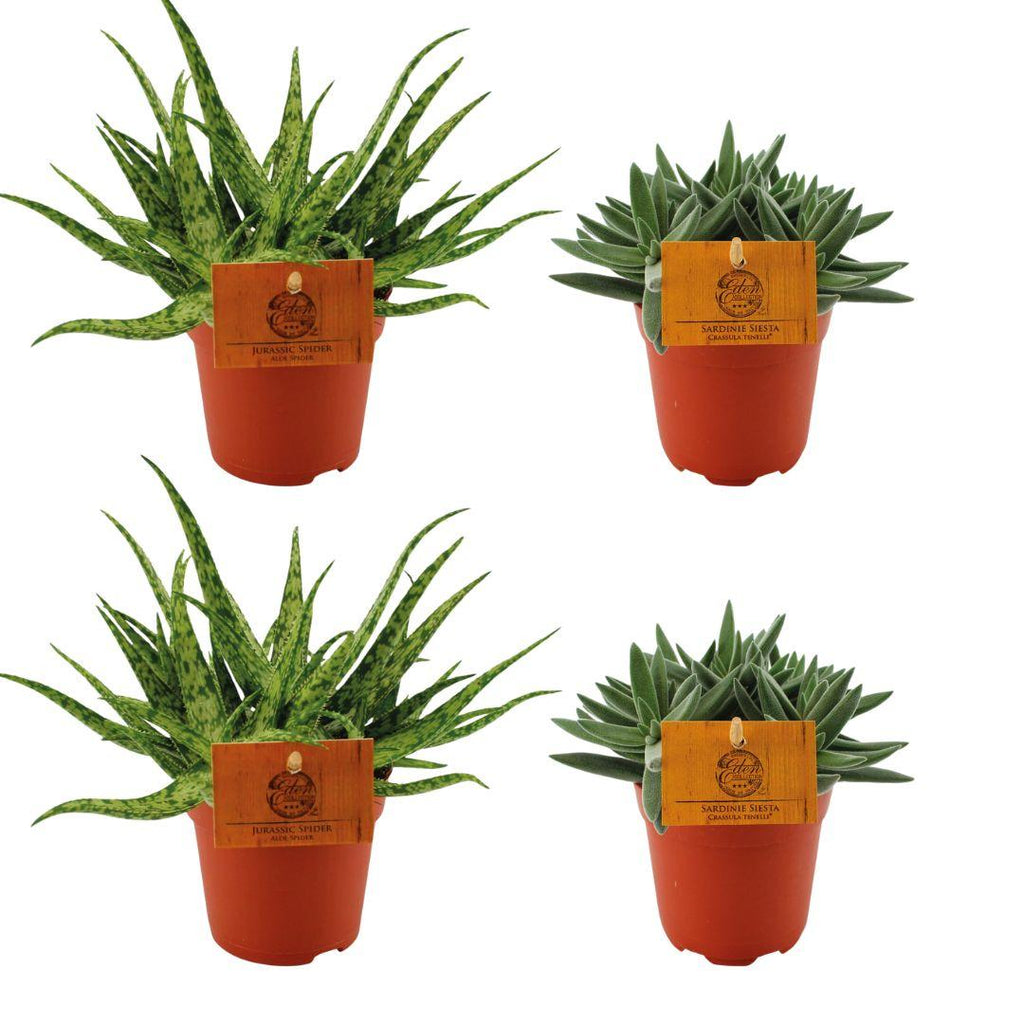 2x Aloe ‘Spider’ & 2x Crassula tenelli – 4 Pflanzen – 10,5 cm Topf, 10